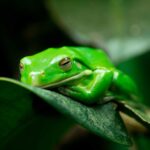 235 Best Frog Names (Common, Cute, and Funny) - Every Little Name