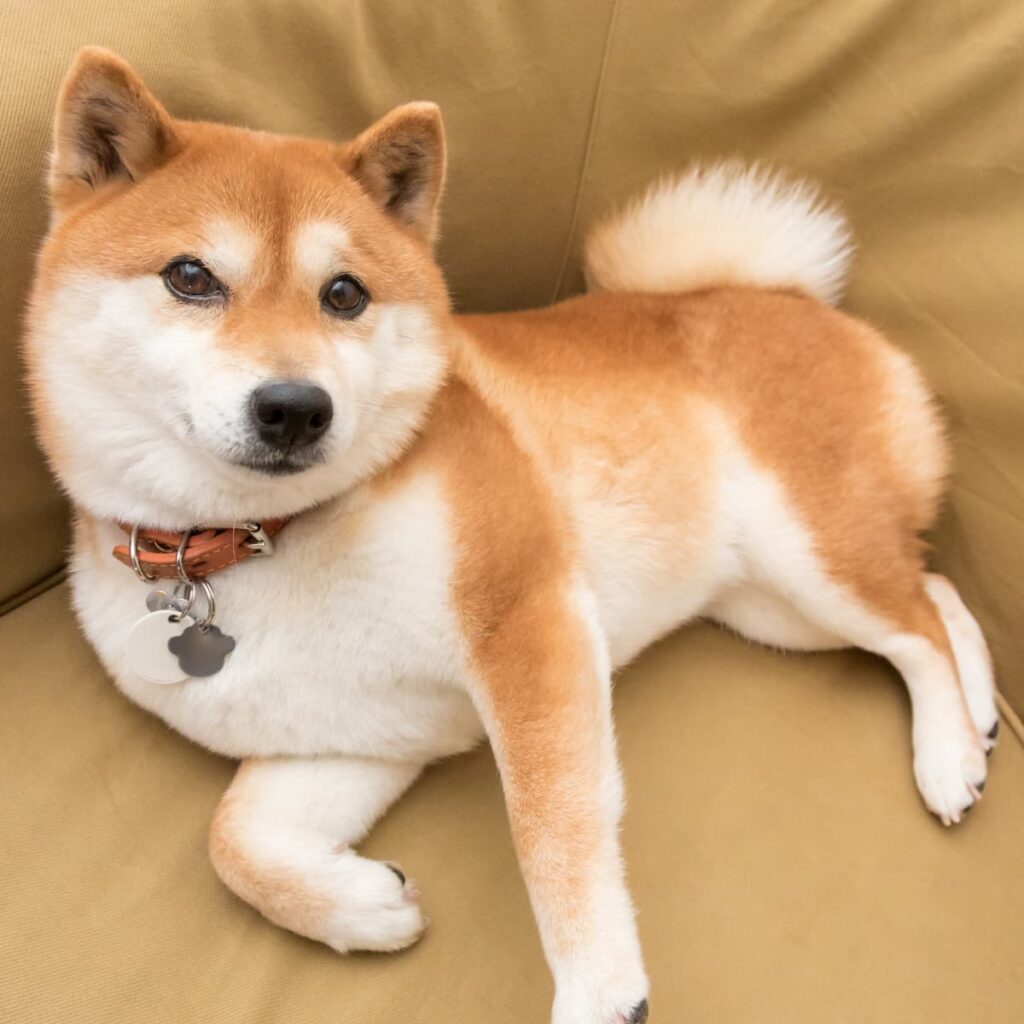270 Shiba Inu Names (Cute, Creative, and Meaningful) - Every Little Name