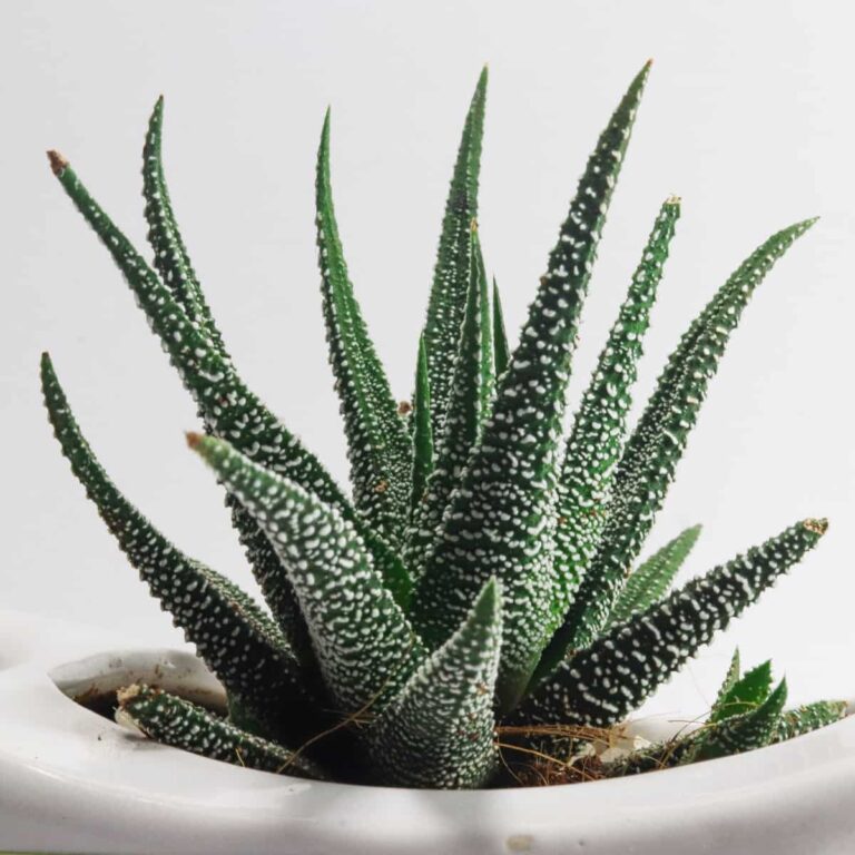 100 Cute Names for Succulents - Every Little Name