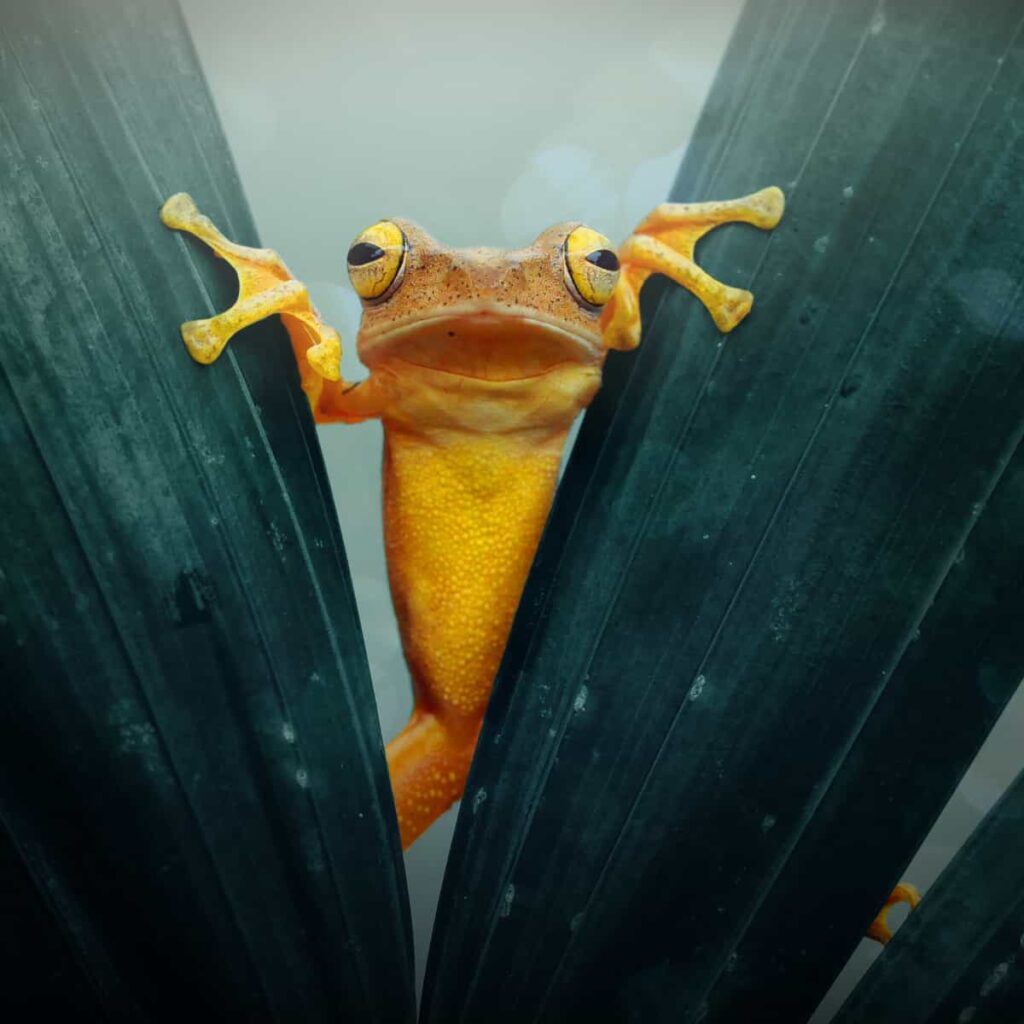 235 Best Frog Names (Common, Cute, and Funny) - Every Little Name