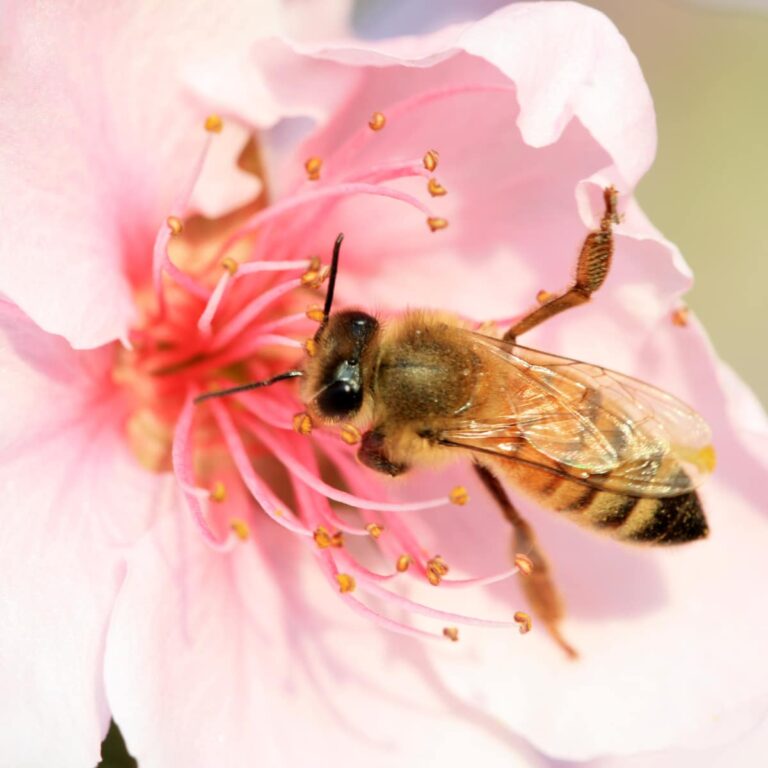 265 Best Bee Names: Creative, Cute, Funny, and Unique - Every Little Name
