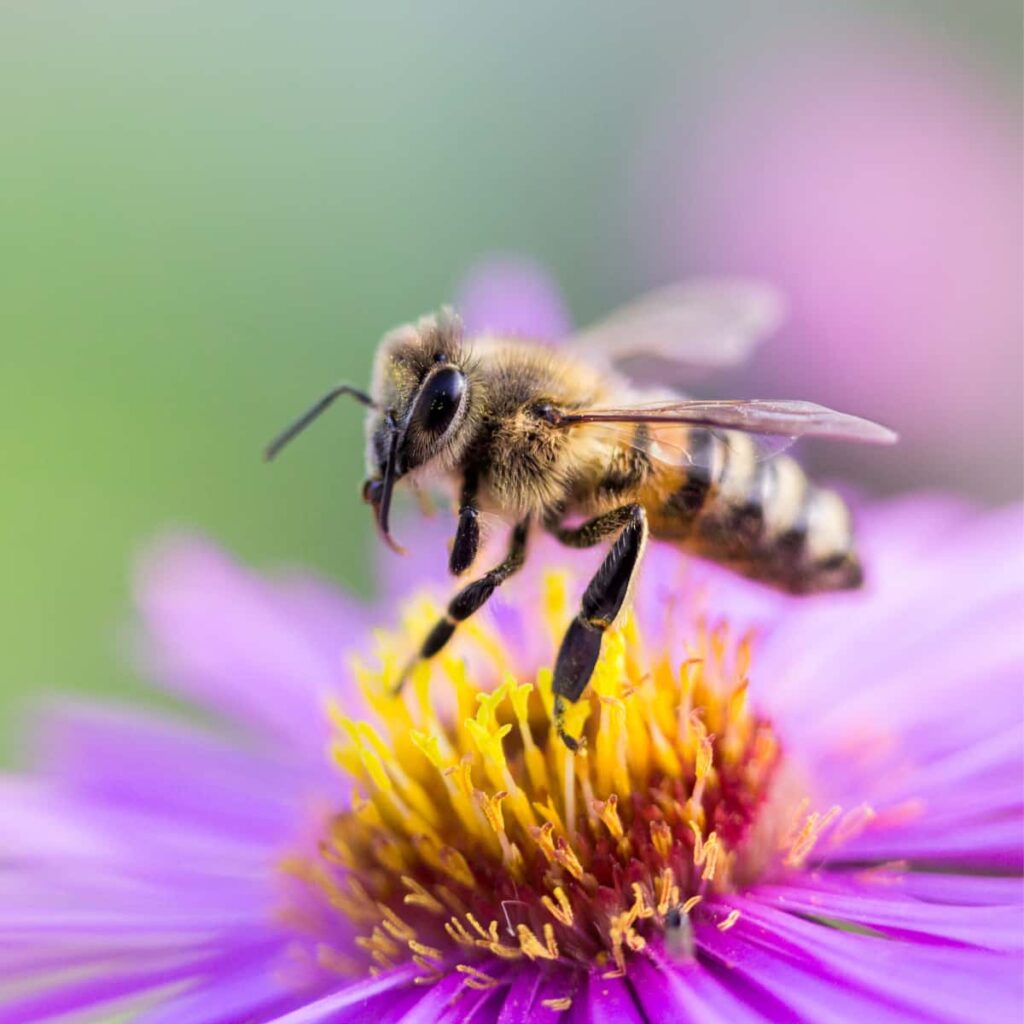 265 Best Bee Names: Creative, Cute, Funny, and Unique - Every Little Name