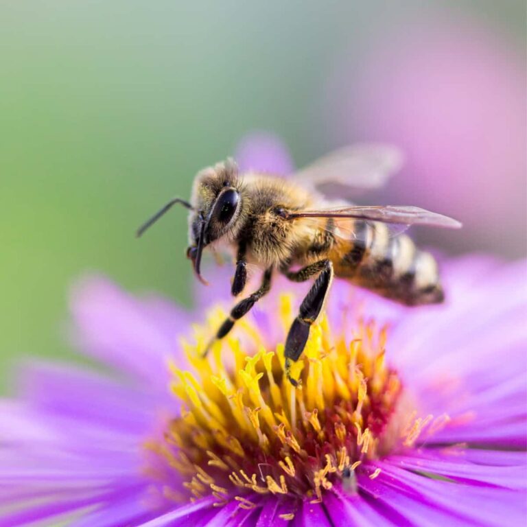 265 Best Bee Names: Creative, Cute, Funny, and Unique - Every Little Name