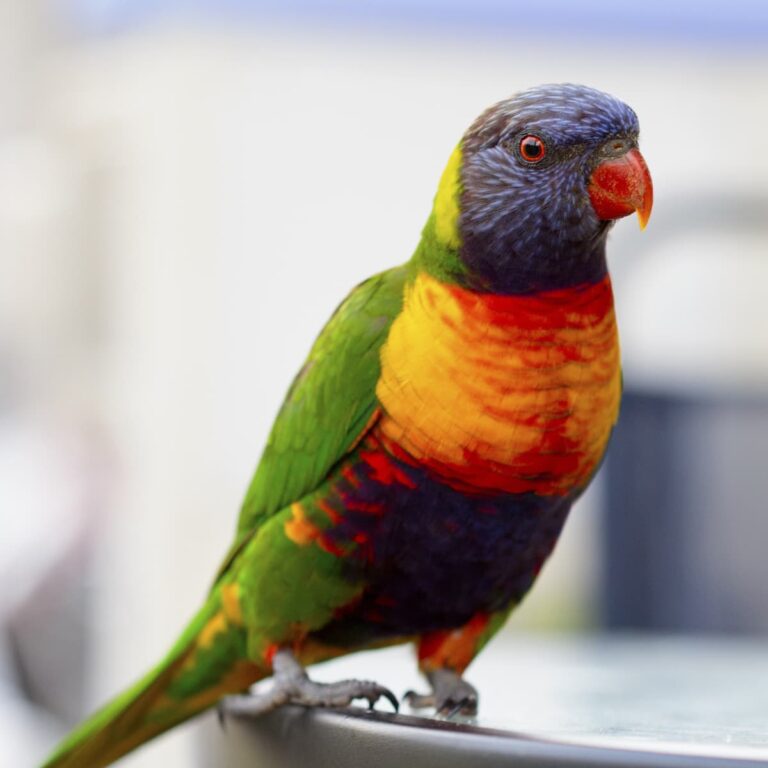 312 Best Bird Names (Cute, Unique, and Cool) - Every Little Name