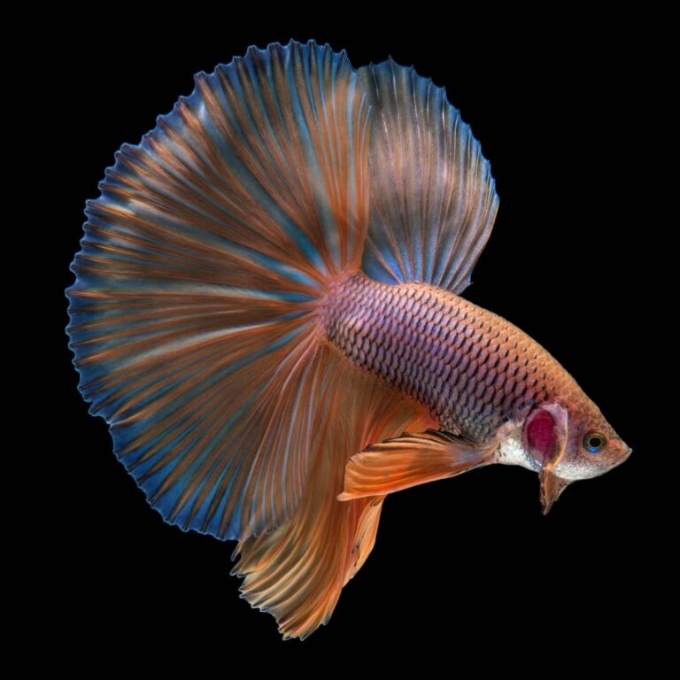 398 Best Betta Fish Names (Cool, Cute, and Unique) - Every Little Name