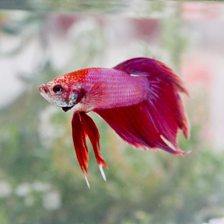 398 Best Betta Fish Names (Cool, Cute, and Unique) - Every Little Name