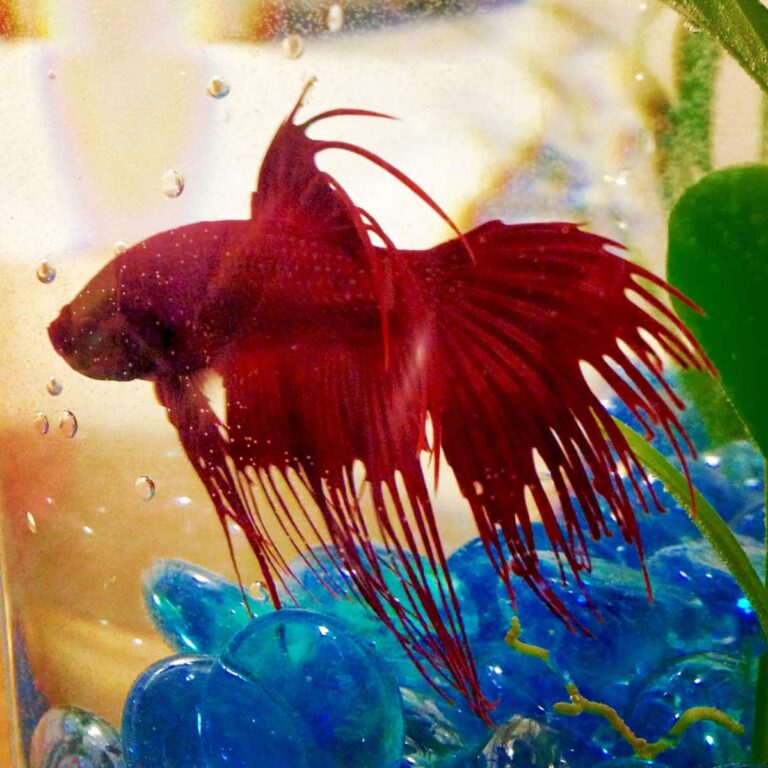 398 Best Betta Fish Names (Cool, Cute, and Unique) - Every Little Name