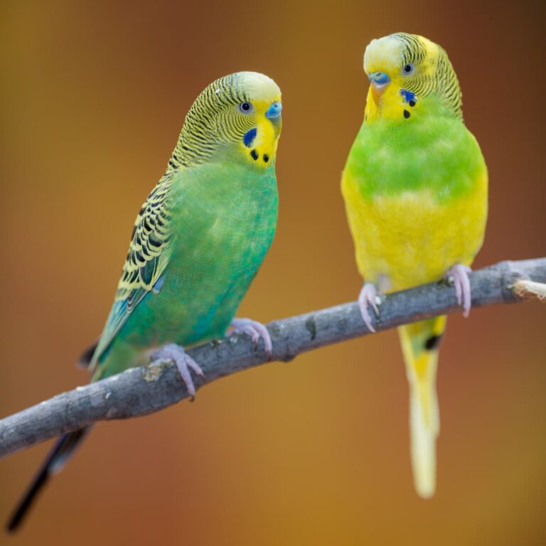 312 Best Bird Names (Cute, Unique, and Cool) - Every Little Name