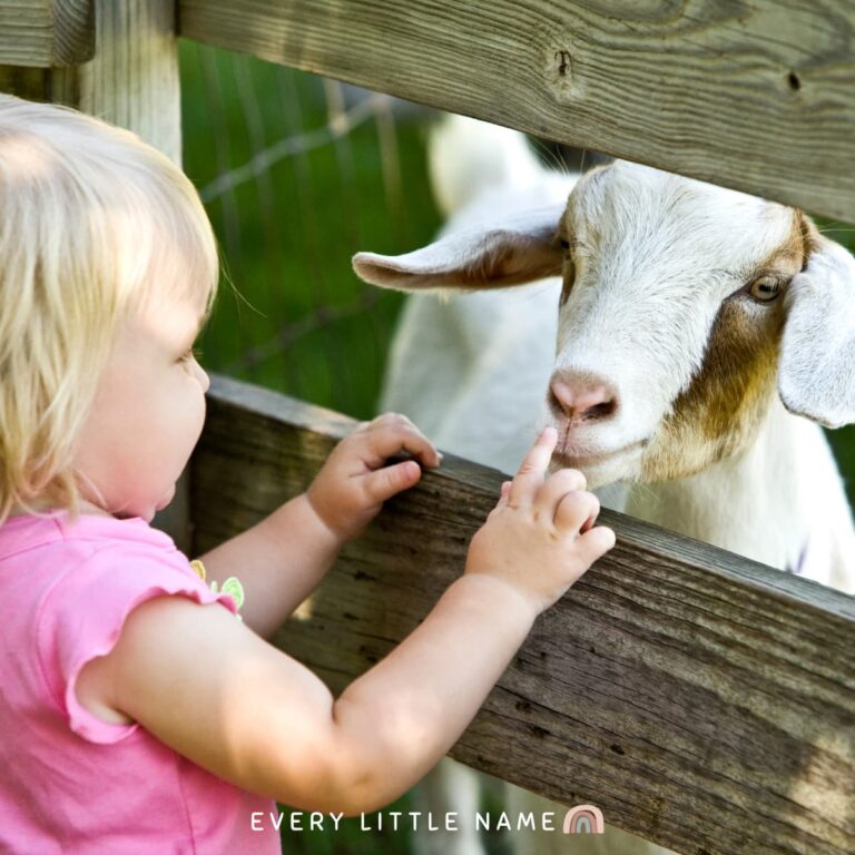 360+ Best Goat Names for Your New Pet Goat - Every Little Name