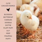 300+ Best Chicken Names (Classic, Cute, and Clever) - Every Little Name