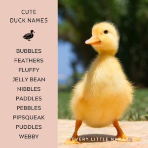 200+ Best Duck Names (Cute, Funny, and Quack-tastic) - Every Little Name