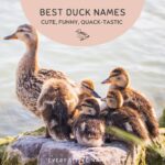 200+ Best Duck Names (Cute, Funny, and Quack-tastic) - Every Little Name