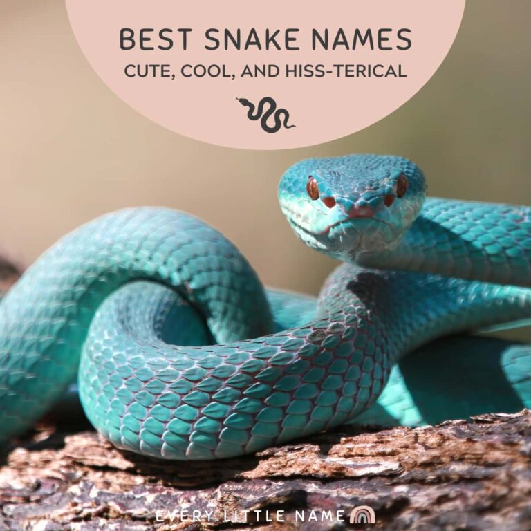 300+ Best Snake Names (Cute, Cool, and Hiss-terical) - Every Little Name