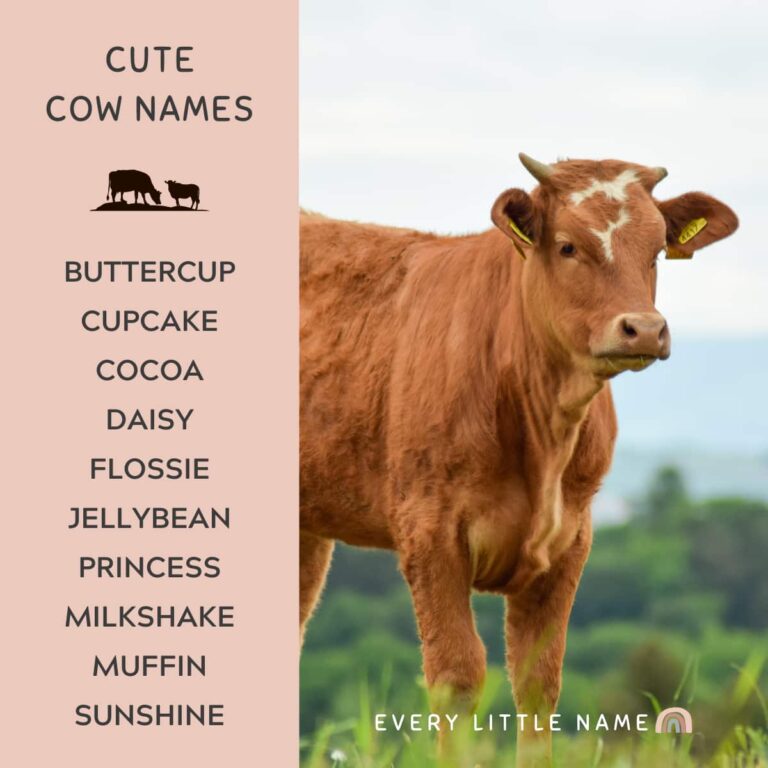 200+ Best Cow Names (Cute, Funny, and Moo-gnificent!) - Every Little Name