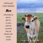 200+ Best Cow Names (Cute, Funny, and Moo-gnificent!) - Every Little Name