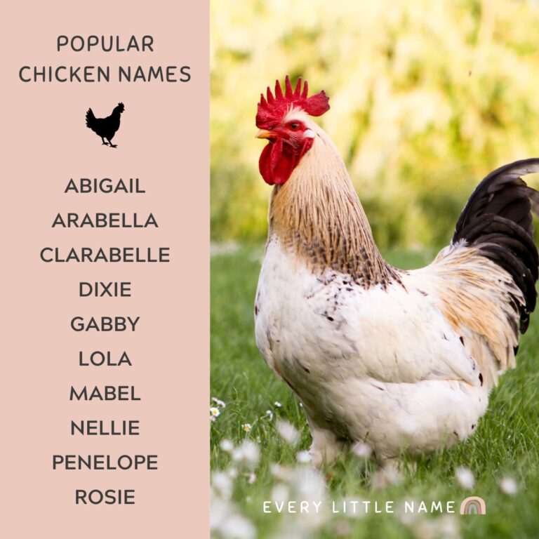 300+ Best Chicken Names (Classic, Cute, and Clever) - Every Little Name