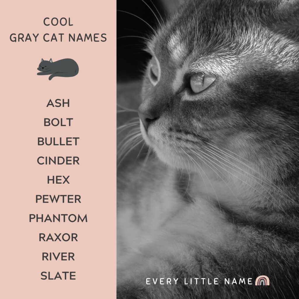 320+ Gray Cat Names (Funny and Purr-fectly Adorable) - Every Little Name