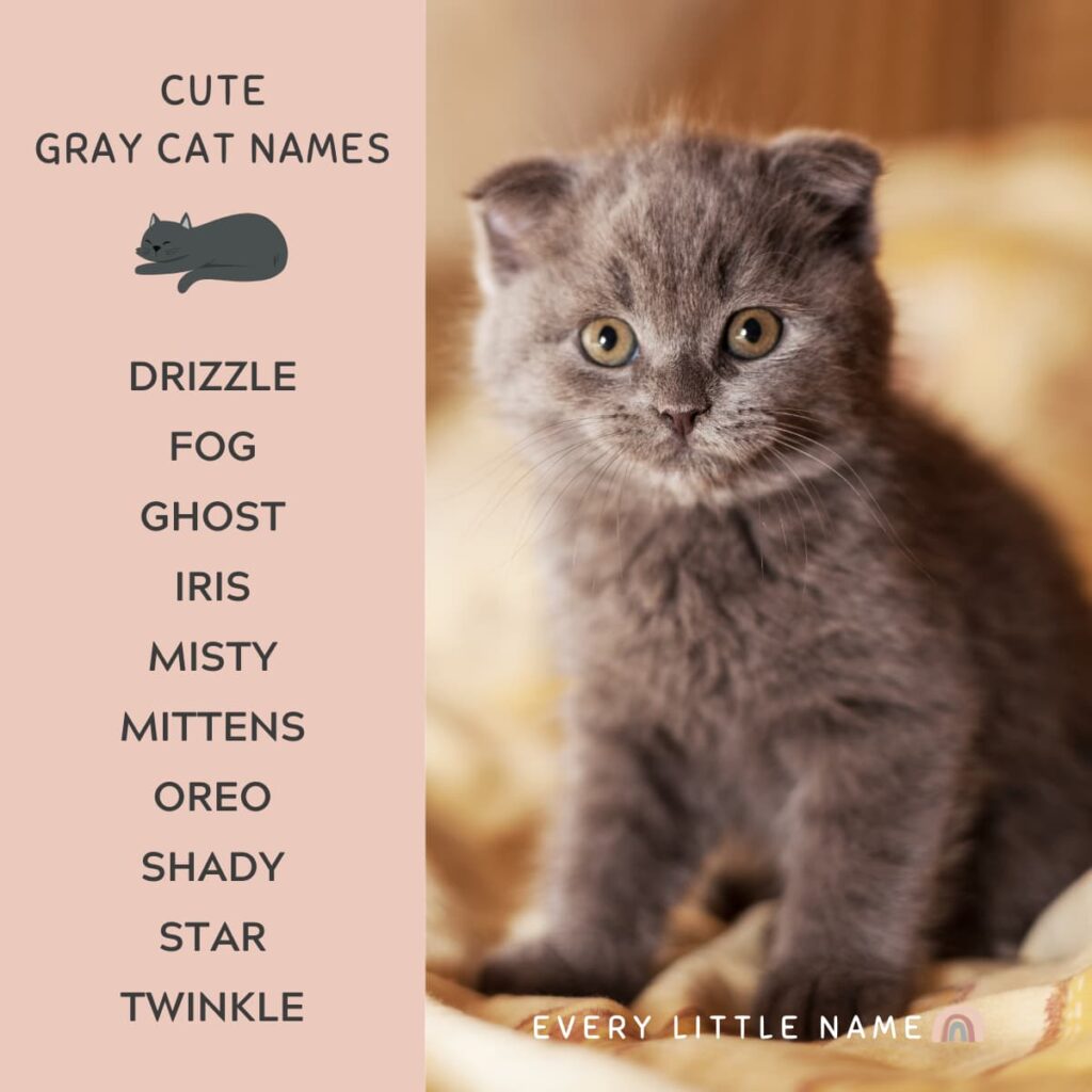 320+ Gray Cat Names (Funny and Purr-fectly Adorable) - Every Little Name