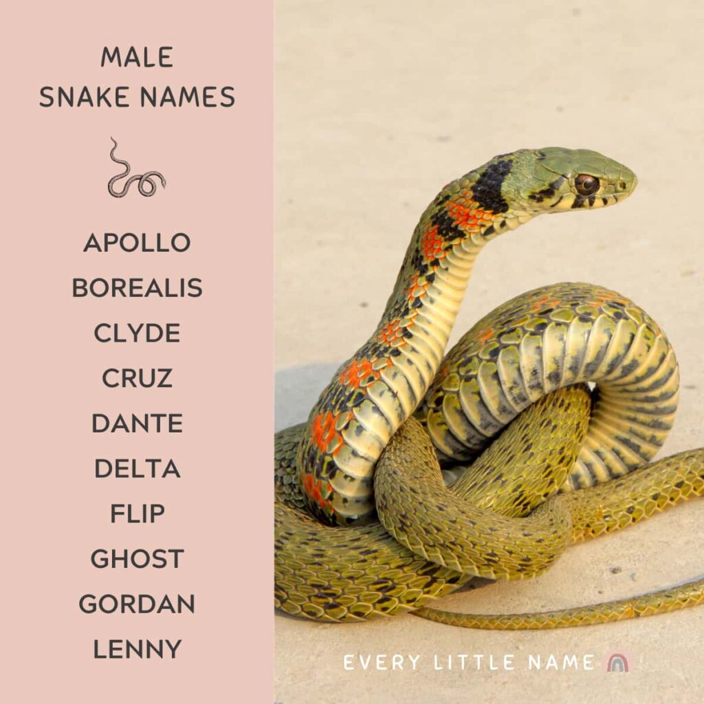 300+ Best Snake Names (Cute, Cool, and Hiss-terical) - Every Little Name 300+ Best Snake Names (Cute, Cool, and Hiss-terical) - Every Little Name