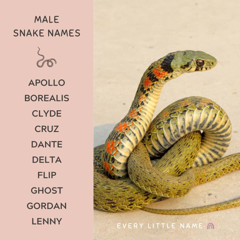 300 Best Snake Names Cute Cool And Hiss terical Every Little Name