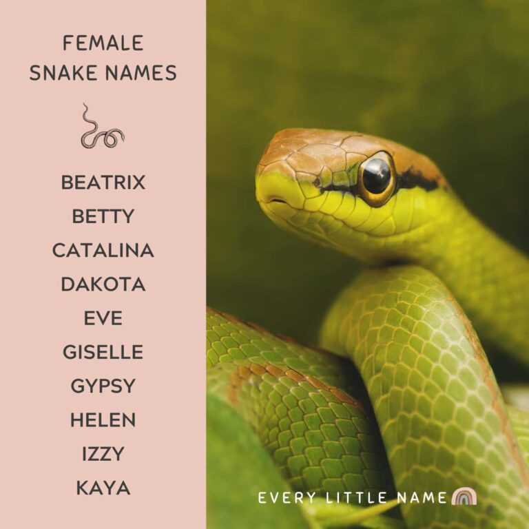 300+ Best Snake Names (Cute, Cool, and Hiss-terical) - Every Little Name