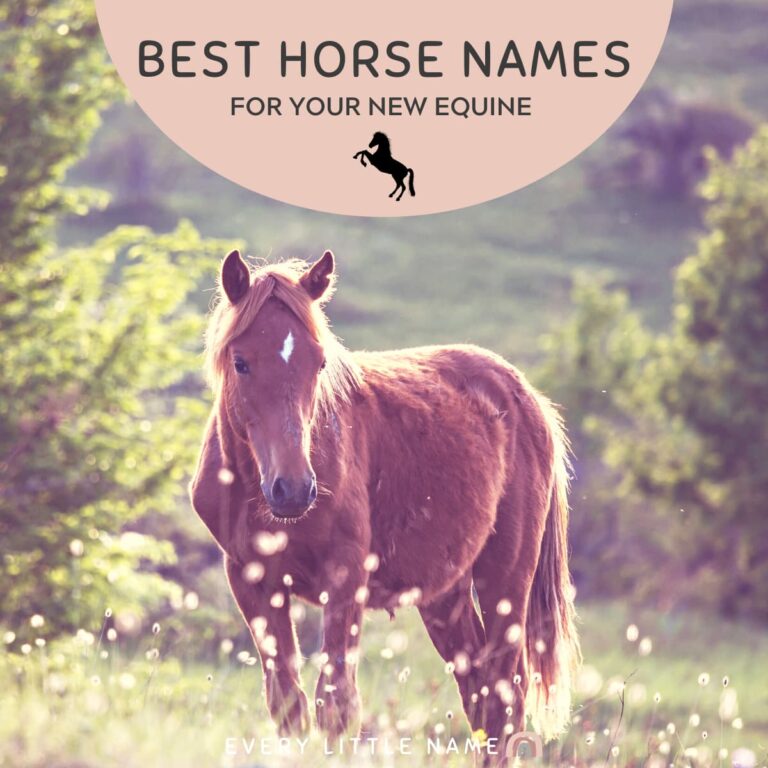 350+ Best Horse Names - Every Little Name
