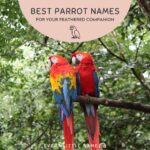 210+ Best Parrot Names (Cute, Funny, and Mac-awesome) - Every Little Name