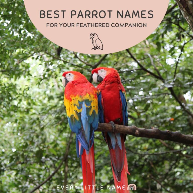 210+ Best Parrot Names (Cute, Funny, and Mac-awesome) - Every Little Name