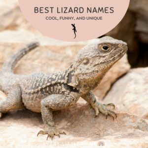 300+ Best Lizard Names (Cute, Funny, and Cool) - Every Little Name