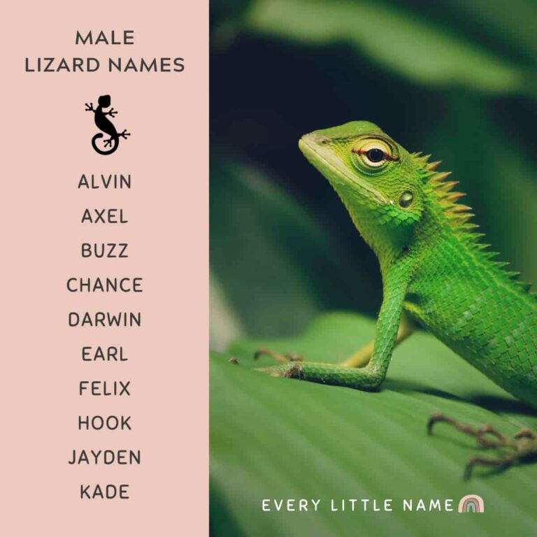 300+ Best Lizard Names (Cute, Funny, and Cool) - Every Little Name
