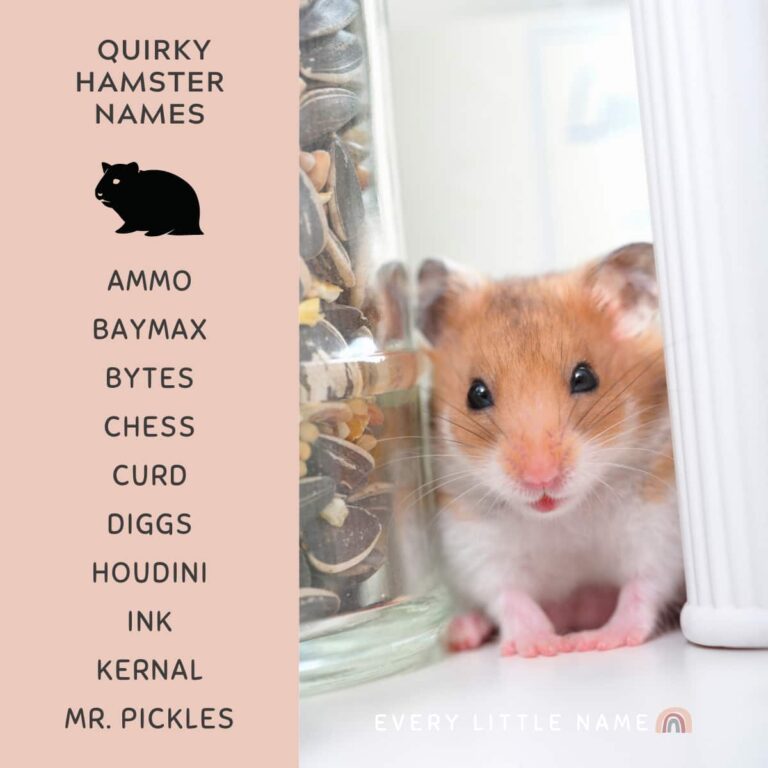 240+ Best Hamster Names (Cute, Funny, and Quirky) - Every Little Name