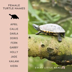 310+ Best Turtle Names (Cute, Funny, and Turtle-ly Awesome) - Every ...