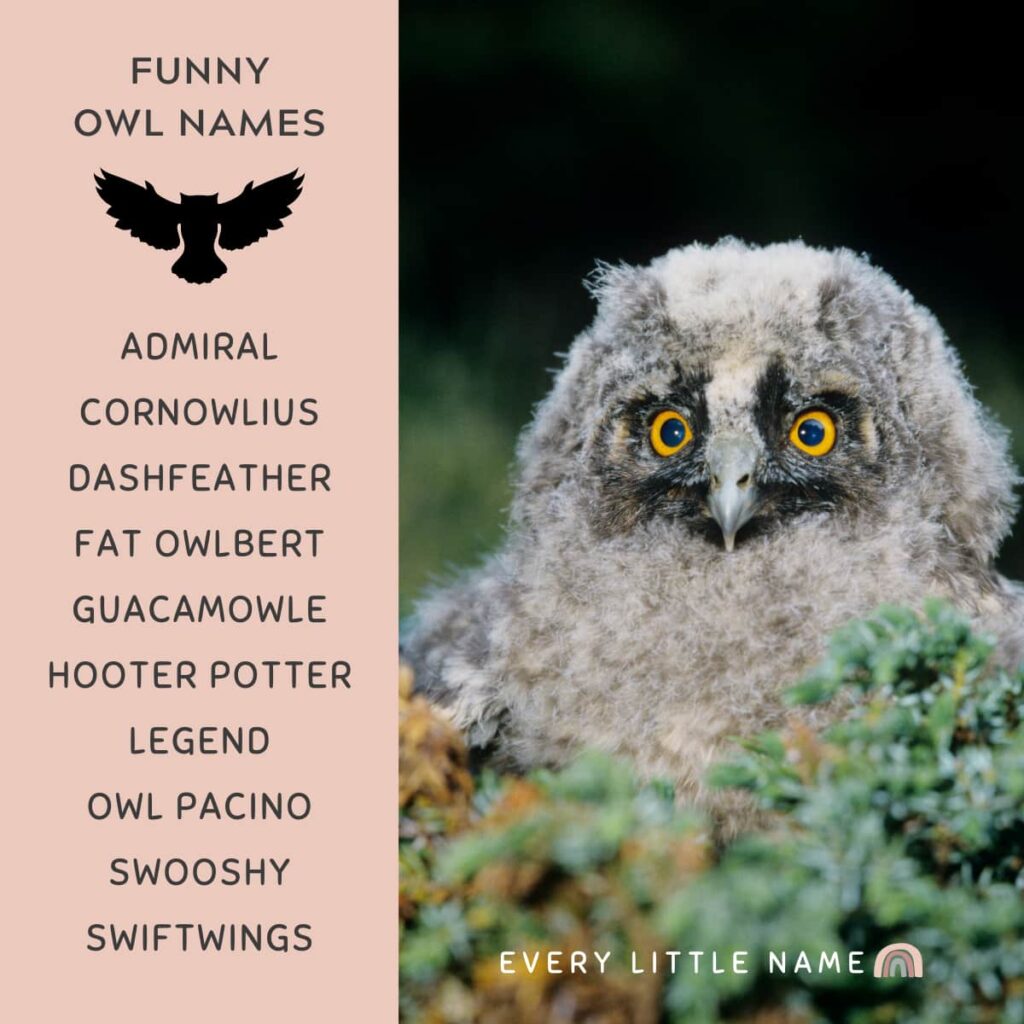 230+ Best Owl Names (Cute, Funny, and Cool) - Every Little Name