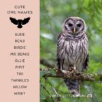 230+ Best Owl Names (Cute, Funny, and Cool) - Every Little Name
