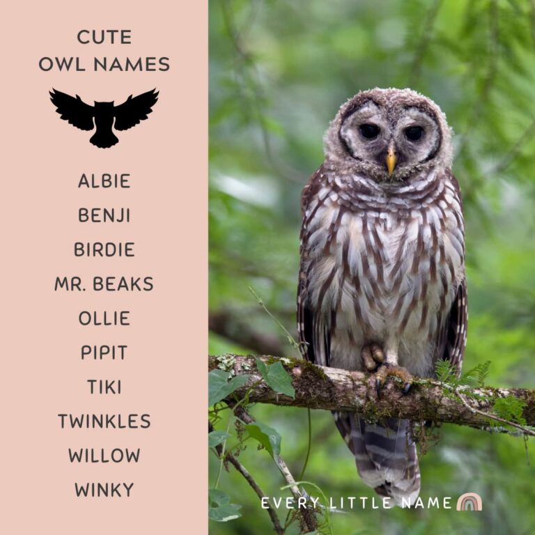 230+ Best Owl Names (Cute, Funny, and Cool) - Every Little Name