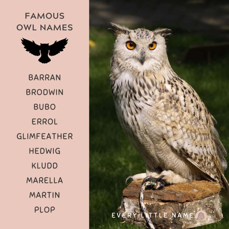 230+ Best Owl Names (Cute, Funny, and Cool) - Every Little Name