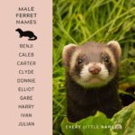 280 Best Ferret Names (Cute, Cool, and Unique) - Every Little Name