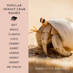 150+ Best Hermit Crab Names (Cute, Funny, and Cool Ideas) - Every ...