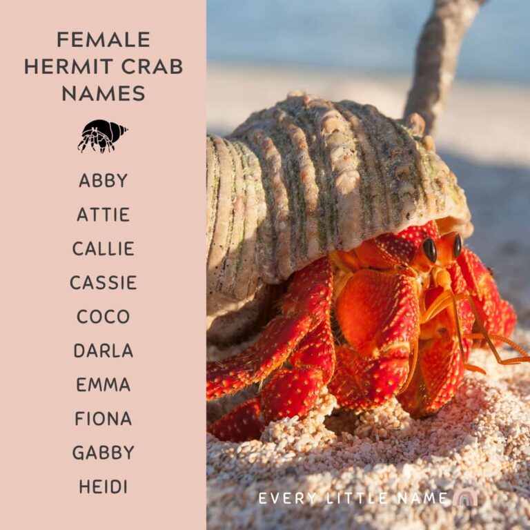150+ Best Hermit Crab Names (Cute, Funny, and Cool Ideas) - Every ...