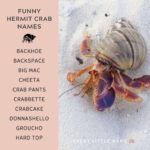 150+ Best Hermit Crab Names (Cute, Funny, and Cool Ideas) - Every ...