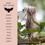 230+ Best Owl Names (Cute, Funny, and Cool) - Every Little Name