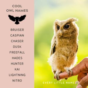 230+ Best Owl Names (Cute, Funny, and Cool) - Every Little Name
