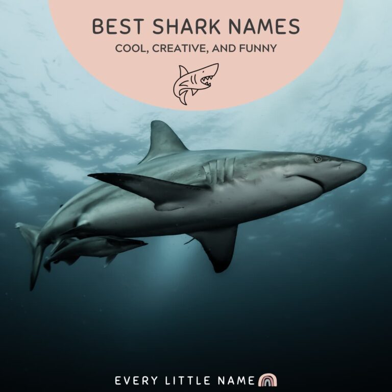 320+ Best Shark Names (Cool, Funny, and Adorable) - Every Little Name