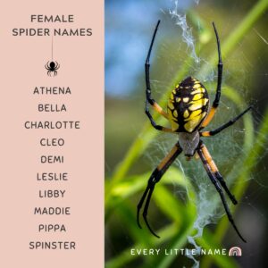 280+ Best Spider Names (Cool, Funny, and Cute) - Every Little Name