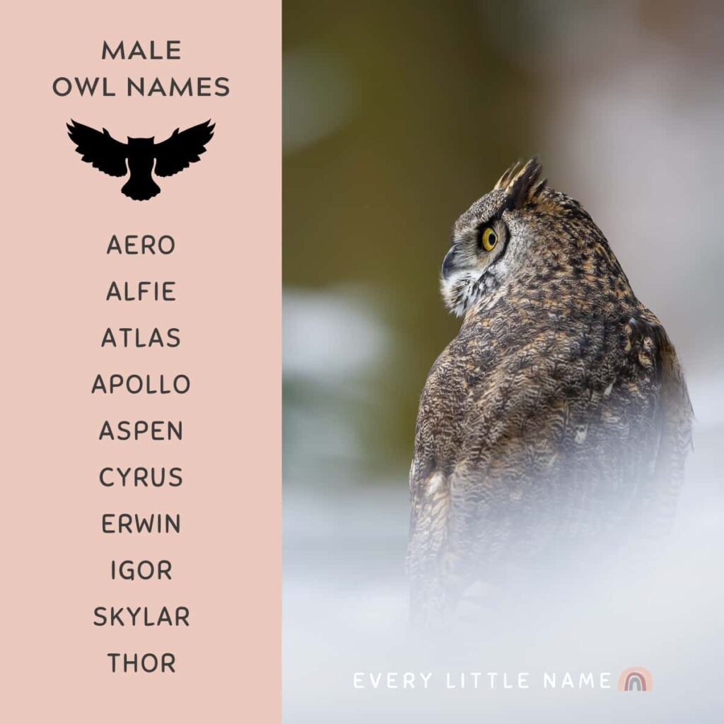 230+ Best Owl Names (Cute, Funny, and Cool) - Every Little Name