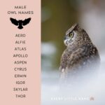 230+ Best Owl Names (Cute, Funny, and Cool) - Every Little Name