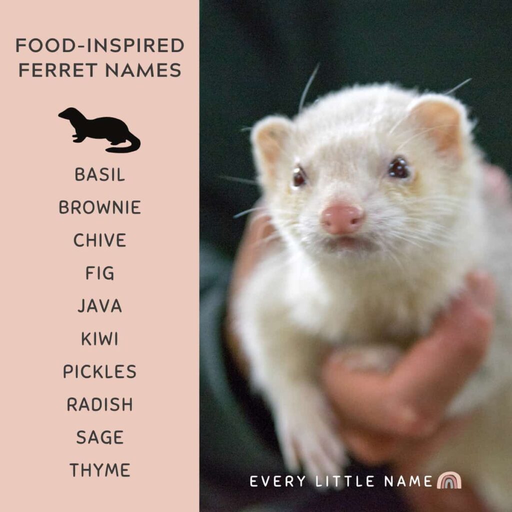 280 Best Ferret Names (Cute, Cool, and Unique) - Every Little Name