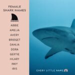 320+ Best Shark Names (Cool, Funny, and Adorable) - Every Little Name