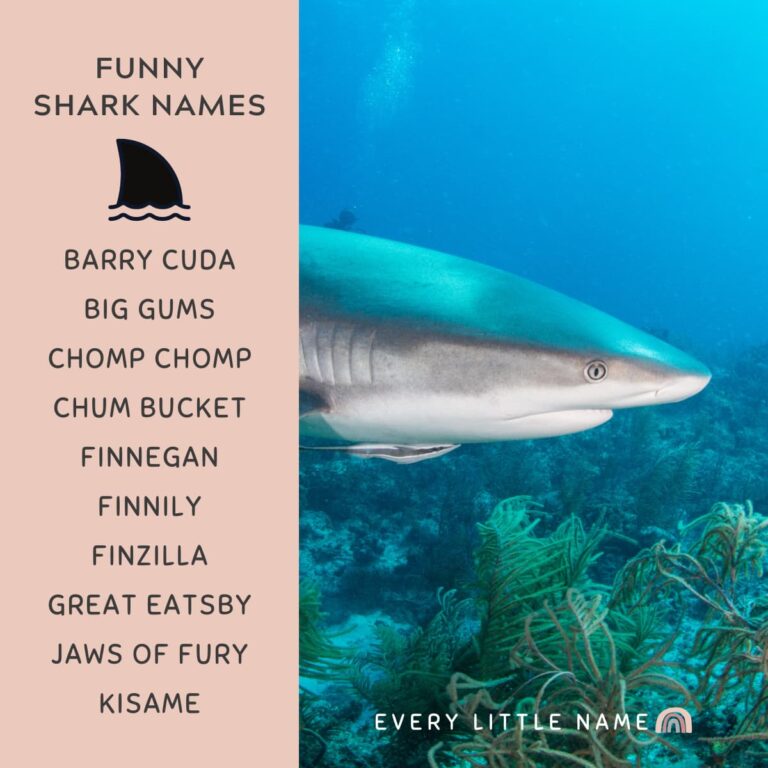 320+ Best Shark Names (Cool, Funny, and Adorable) - Every Little Name
