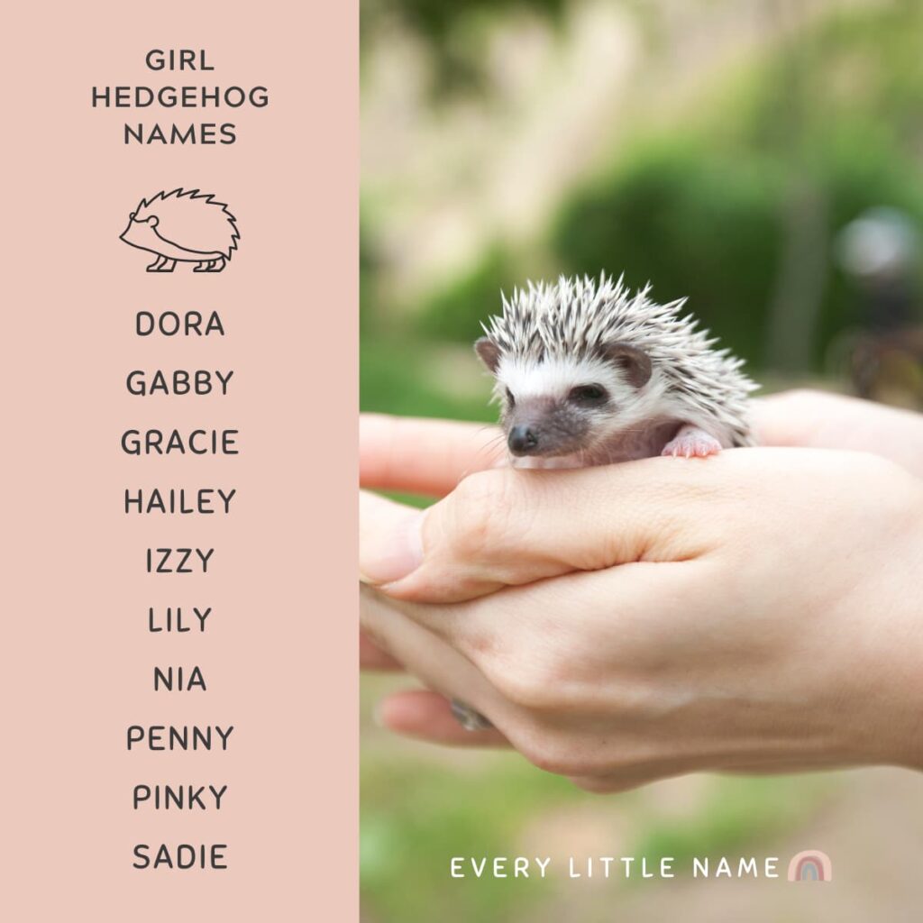 170+ Best Hedgehog Names (Cute, Funny, and Classic) - Every Little Name